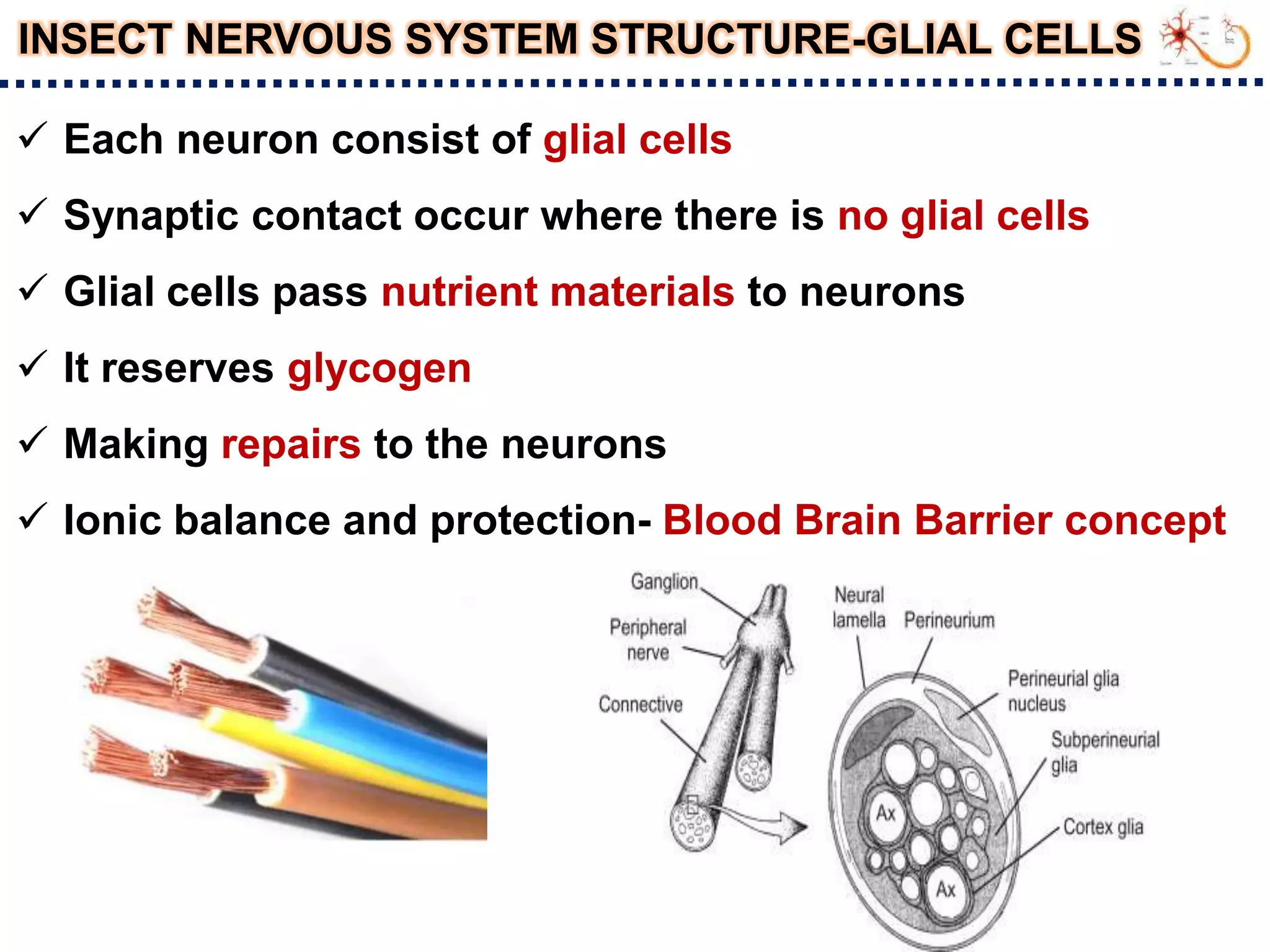 Insect nervious system and impulse transmission_S.Srinivasnaik_RAD21-25 ...