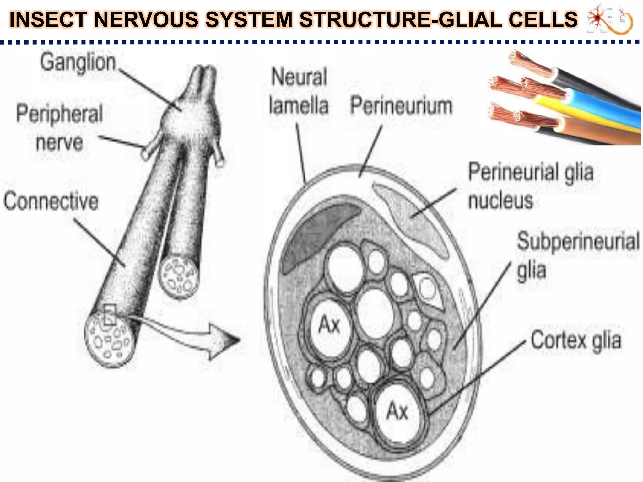 Insect nervious system and impulse transmission_S.Srinivasnaik_RAD21-25.ppt