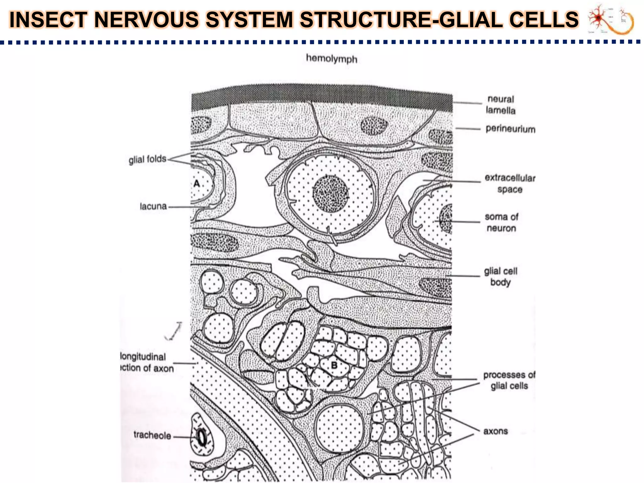 Insect nervious system and impulse transmission_S.Srinivasnaik_RAD21-25.ppt