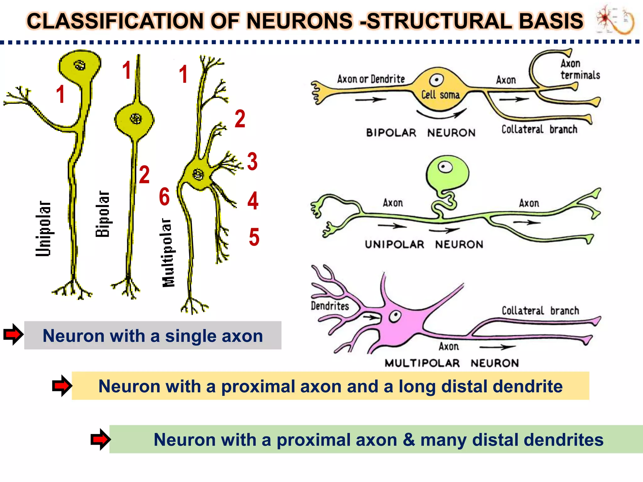 Insect nervious system and impulse transmission_S.Srinivasnaik_RAD21-25.ppt