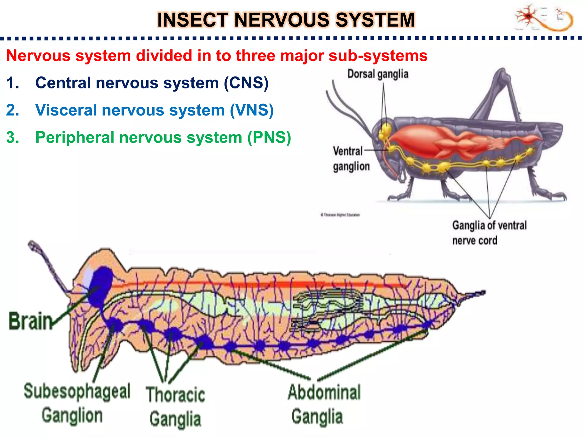 Insect nervious system and impulse transmission_S.Srinivasnaik_RAD21-25.ppt