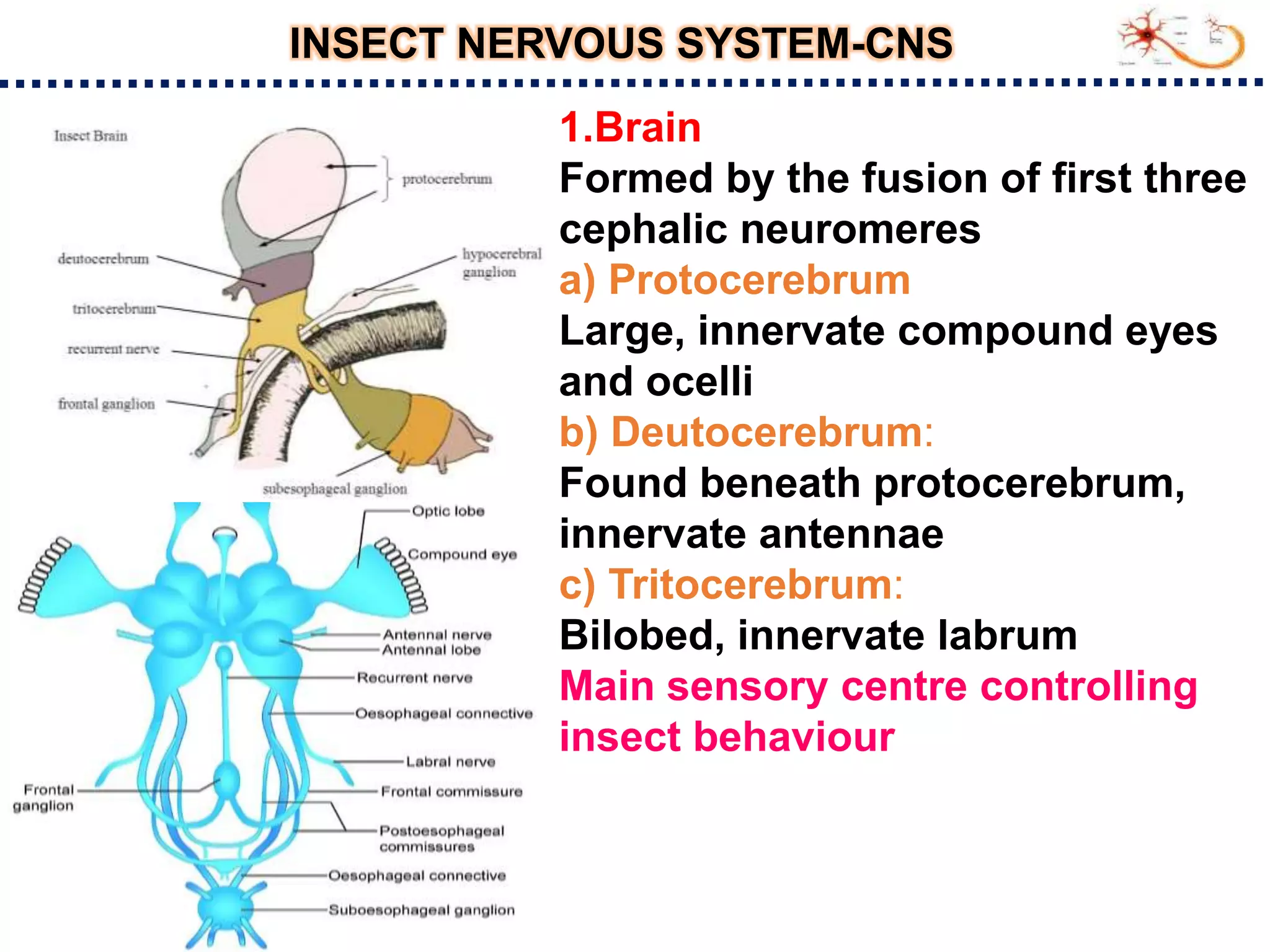 Insect nervious system and impulse transmission_S.Srinivasnaik_RAD21-25.ppt