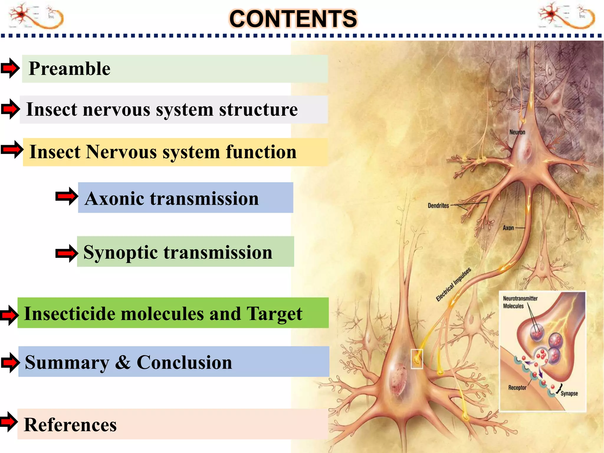 Insect nervious system and impulse transmission_S.Srinivasnaik_RAD21-25.ppt