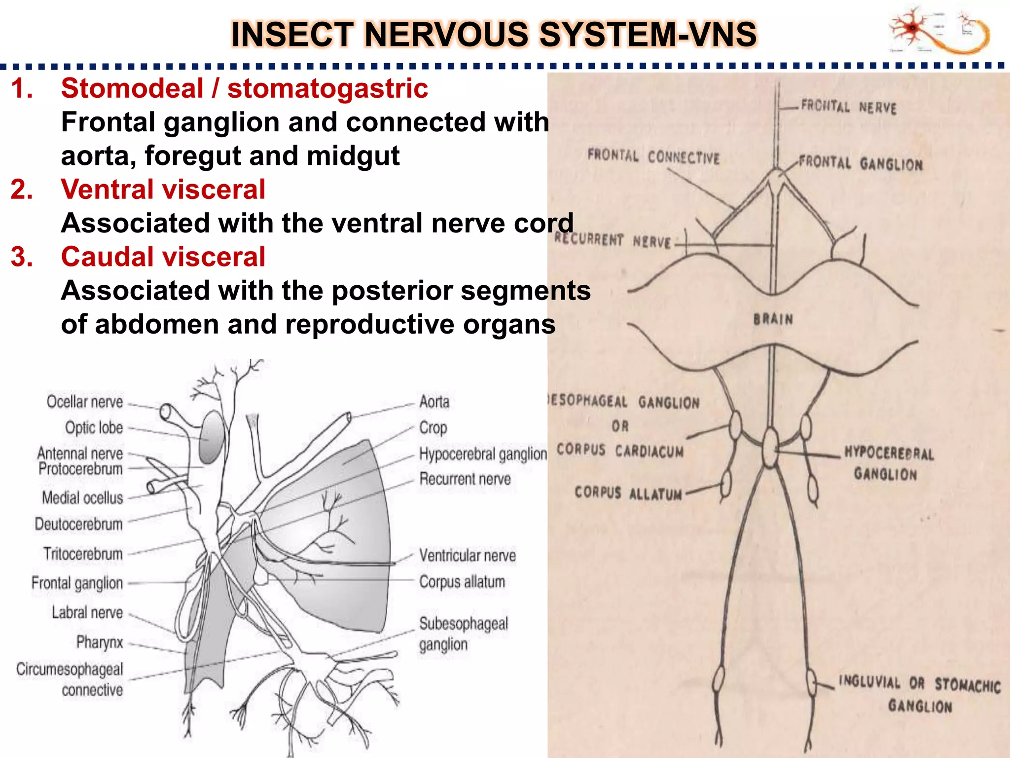 Insect nervious system and impulse transmission_S.Srinivasnaik_RAD21-25.ppt