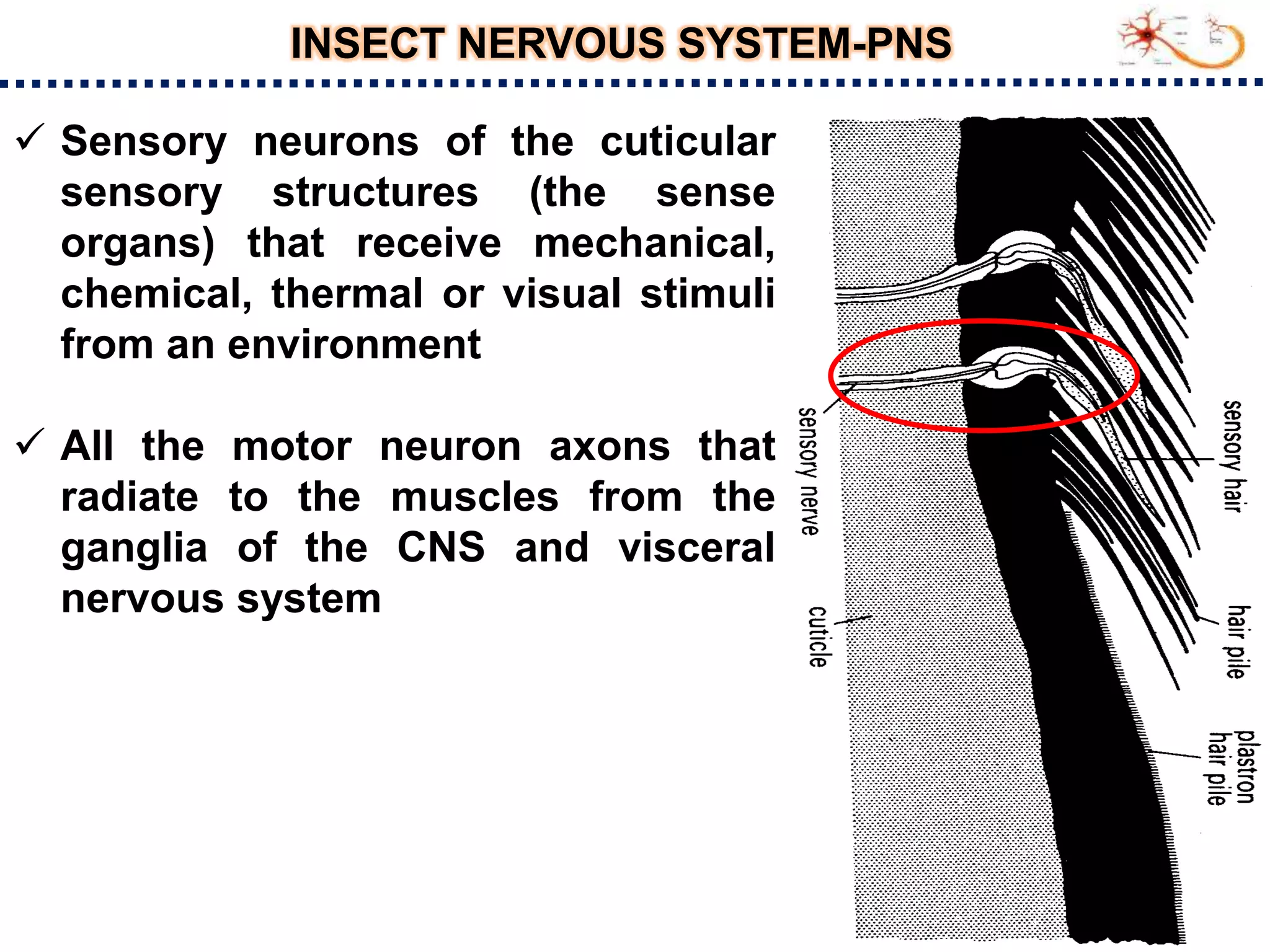 Insect nervious system and impulse transmission_S.Srinivasnaik_RAD21-25.ppt