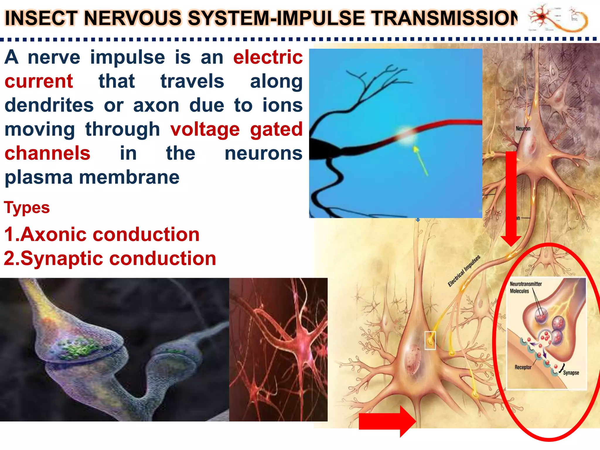 Insect nervious system and impulse transmission_S.Srinivasnaik_RAD21-25.ppt