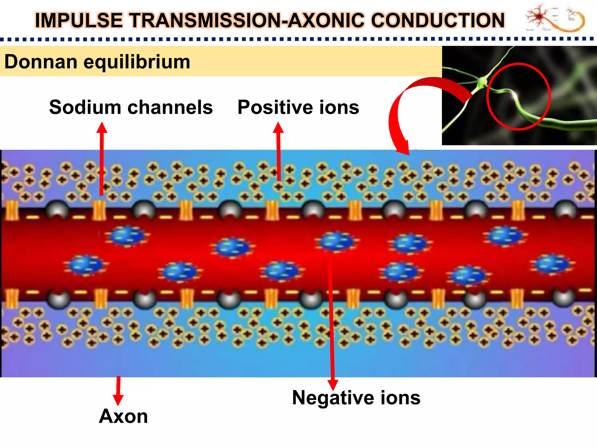 Insect nervious system and impulse transmission_S.Srinivasnaik_RAD21-25.ppt