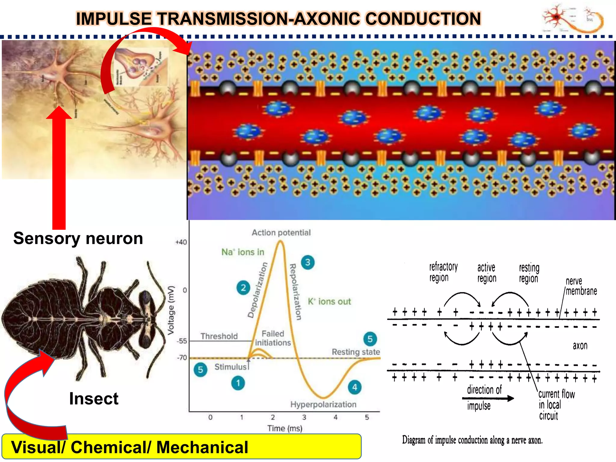Insect nervious system and impulse transmission_S.Srinivasnaik_RAD21-25.ppt