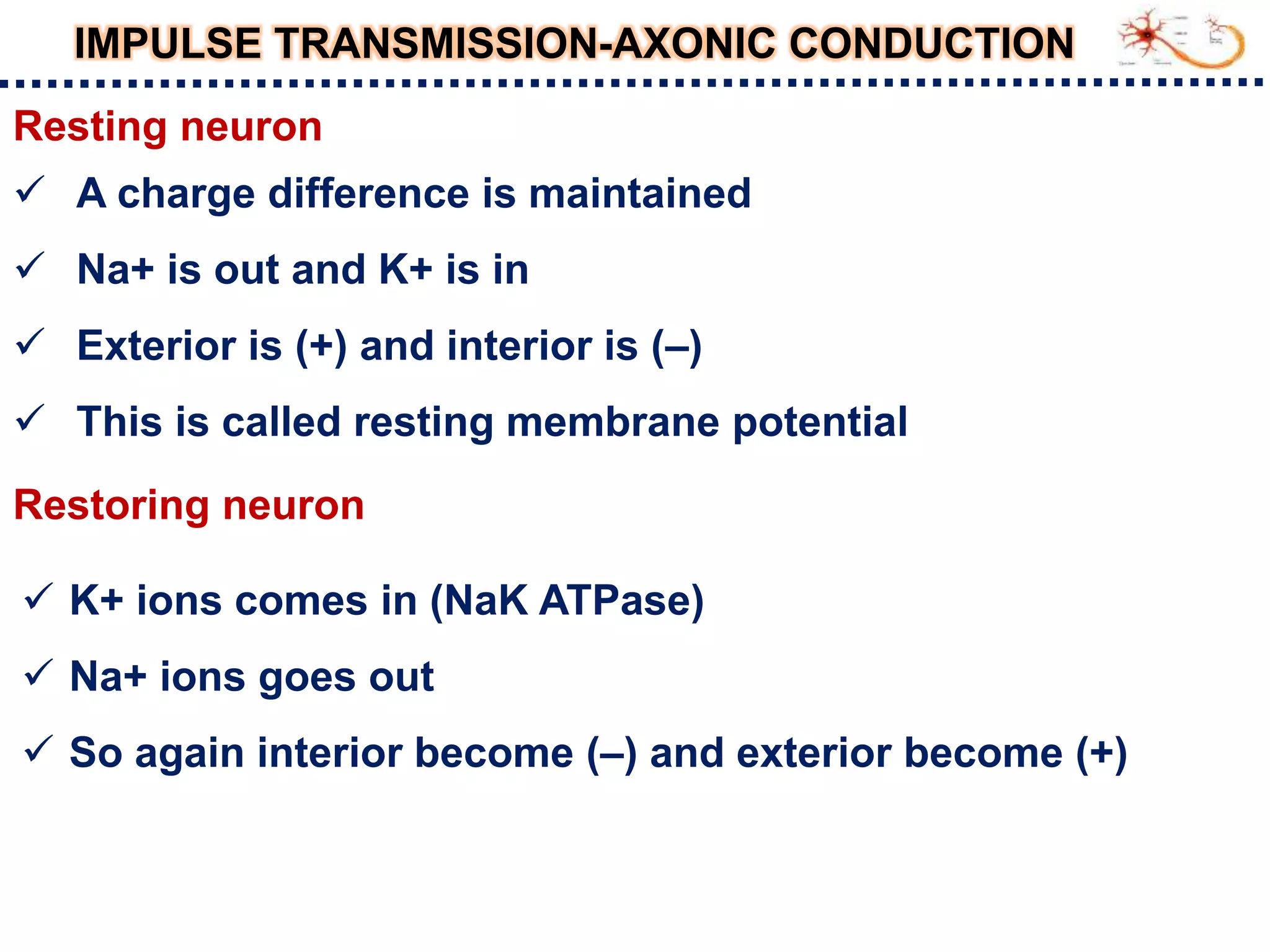 Insect nervious system and impulse transmission_S.Srinivasnaik_RAD21-25.ppt