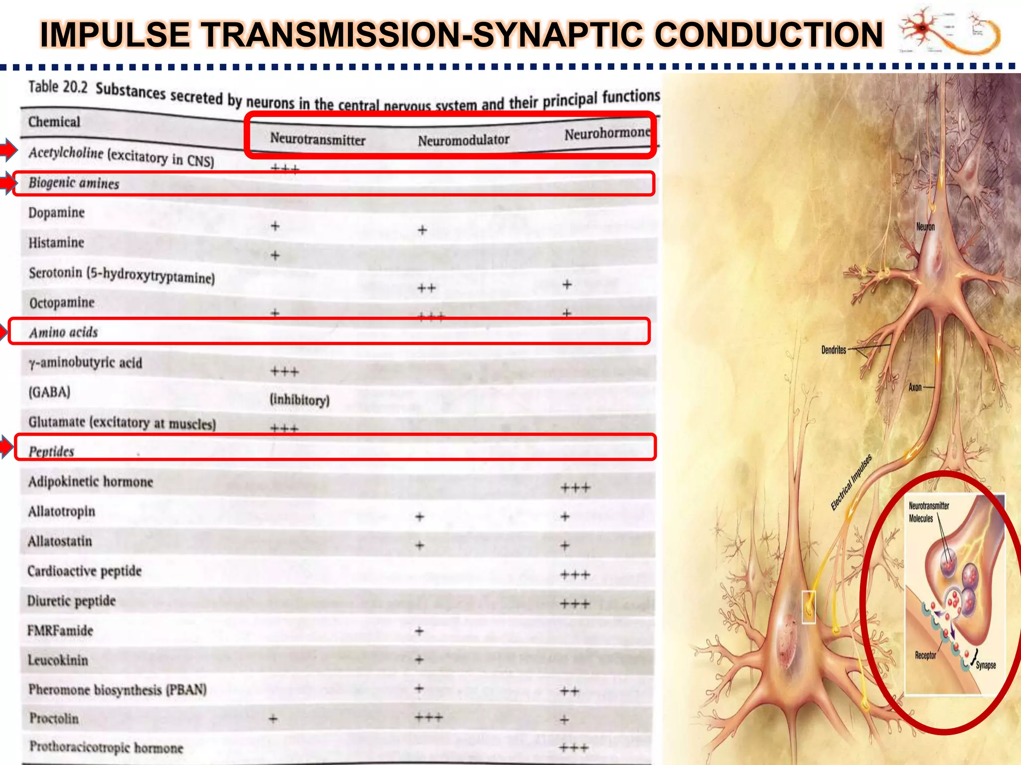 Insect nervious system and impulse transmission_S.Srinivasnaik_RAD21-25.ppt