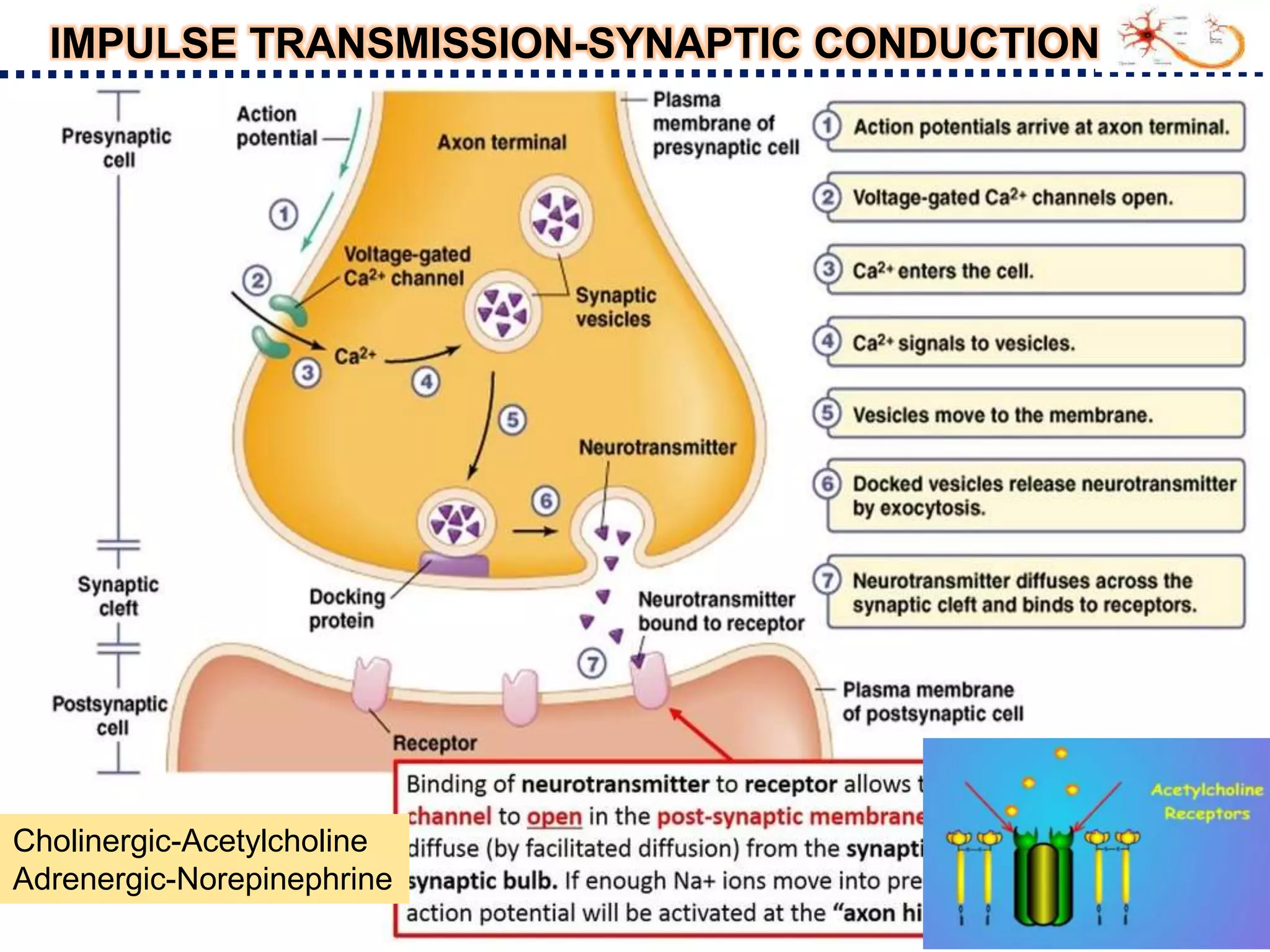 Insect nervious system and impulse transmission_S.Srinivasnaik_RAD21-25.ppt