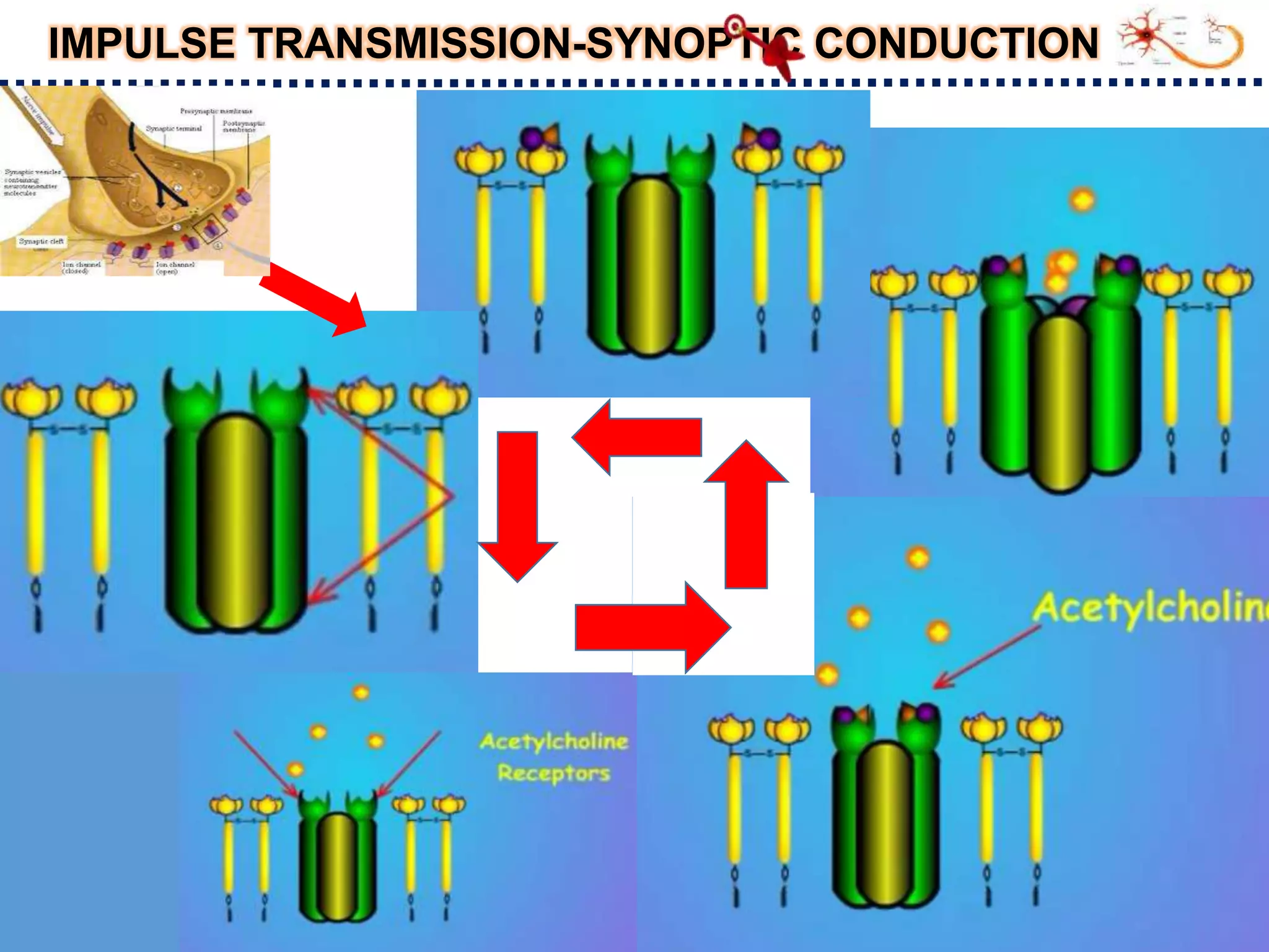 Insect nervious system and impulse transmission_S.Srinivasnaik_RAD21-25.ppt