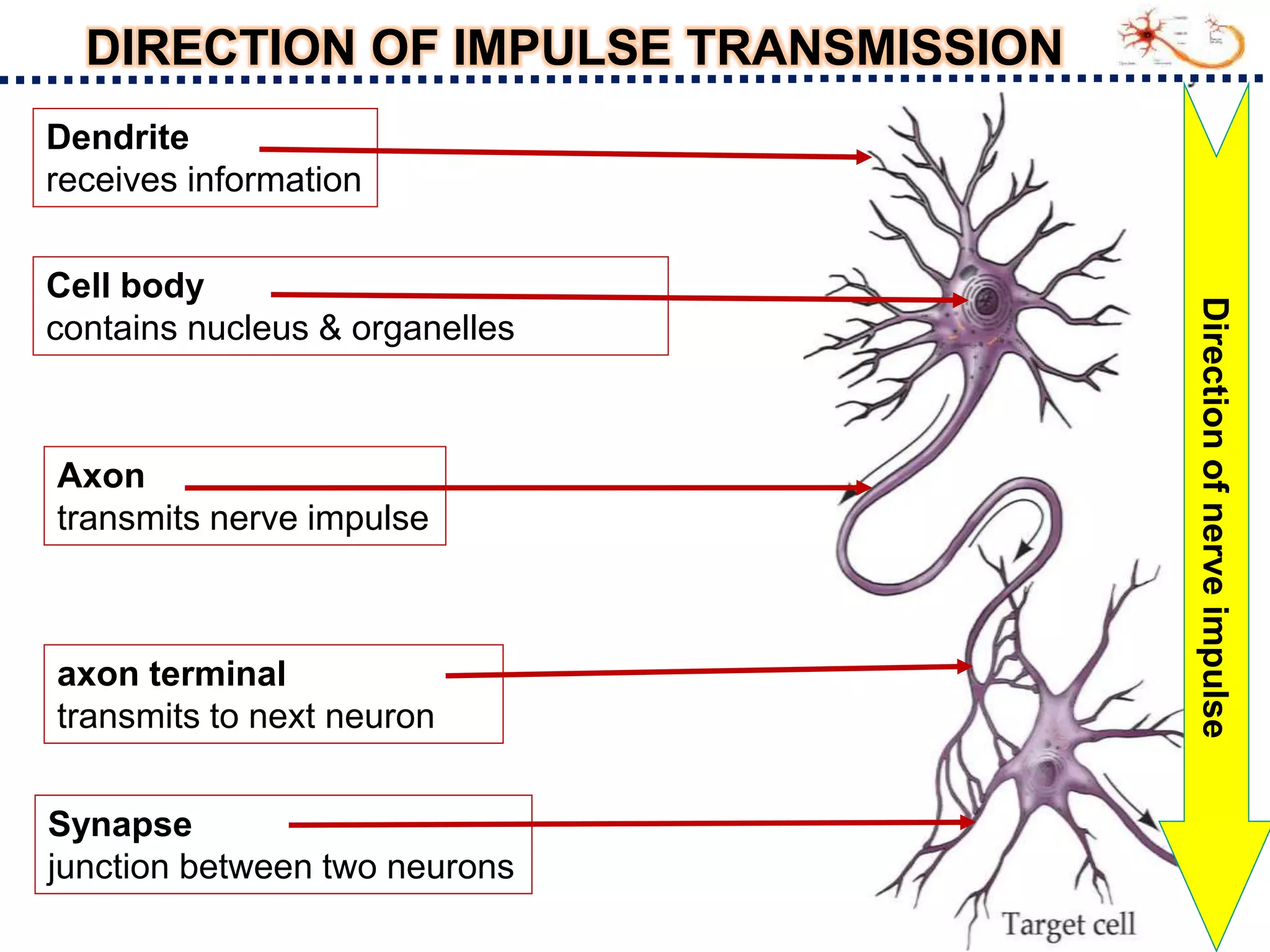 Insect nervious system and impulse transmission_S.Srinivasnaik_RAD21-25.ppt
