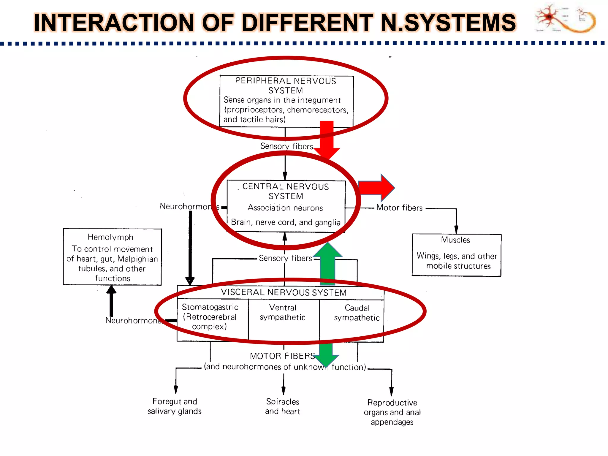 Insect nervious system and impulse transmission_S.Srinivasnaik_RAD21-25.ppt