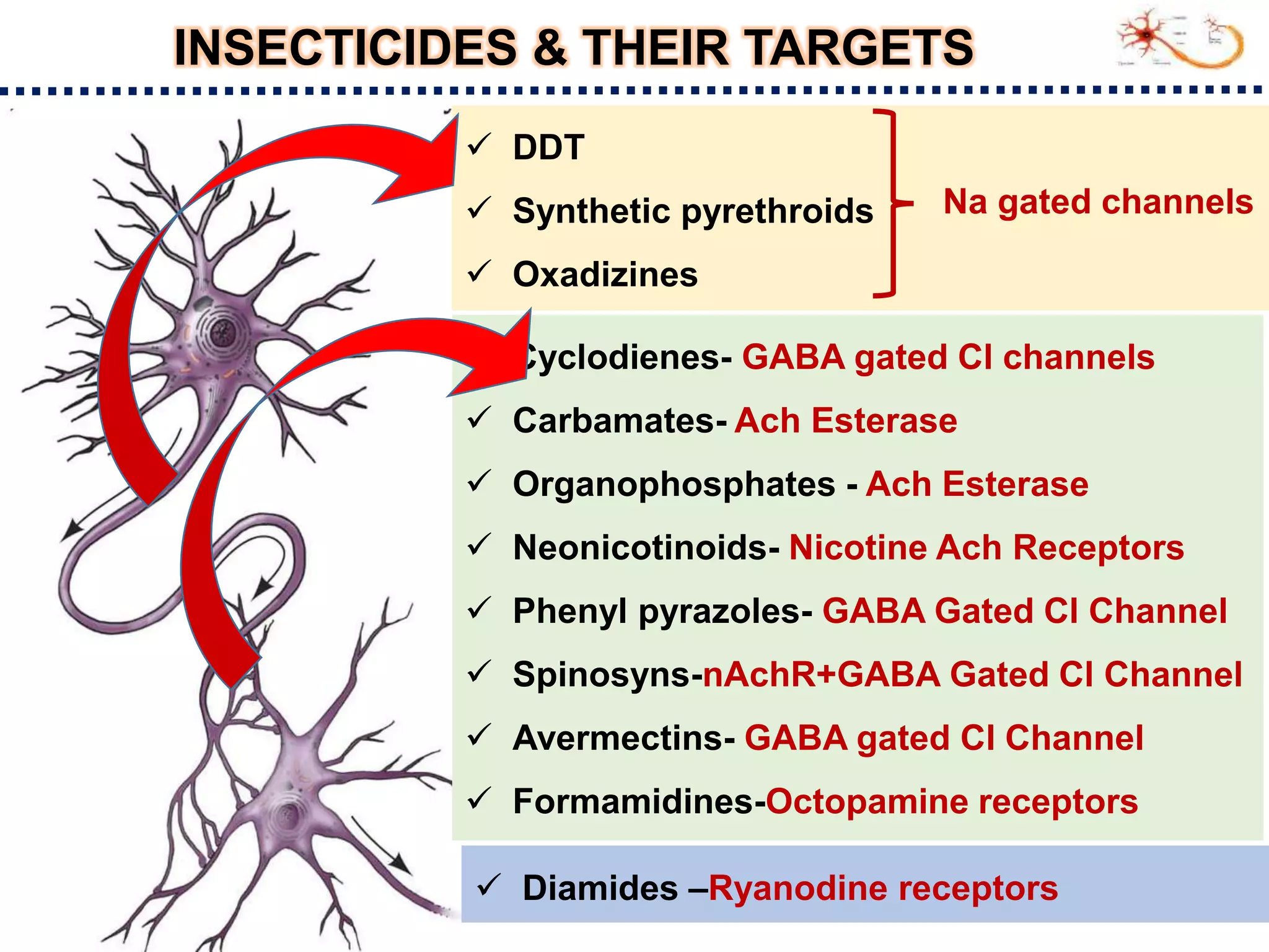 Insect nervious system and impulse transmission_S.Srinivasnaik_RAD21-25.ppt