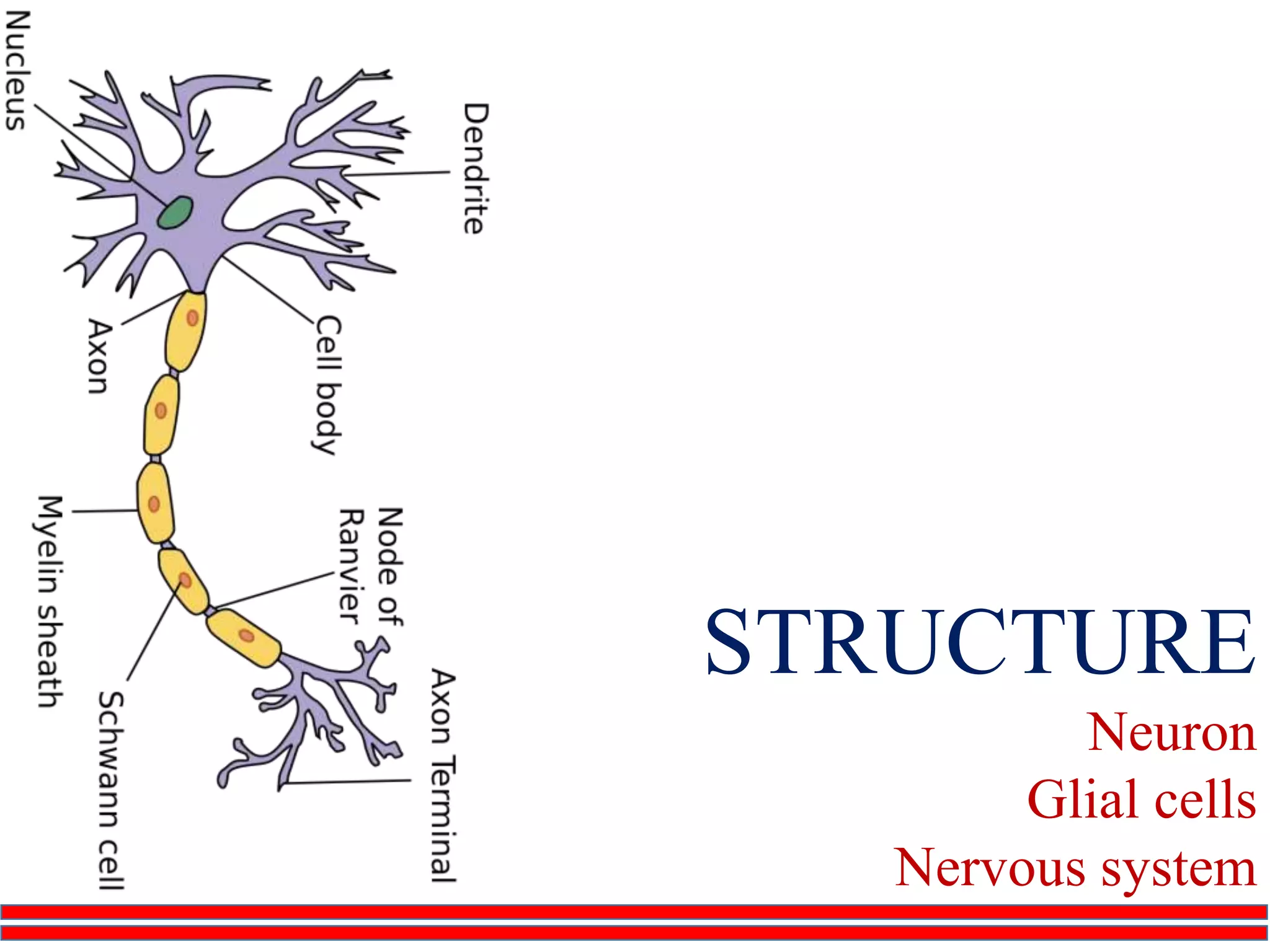 Insect nervious system and impulse transmission_S.Srinivasnaik_RAD21-25.ppt