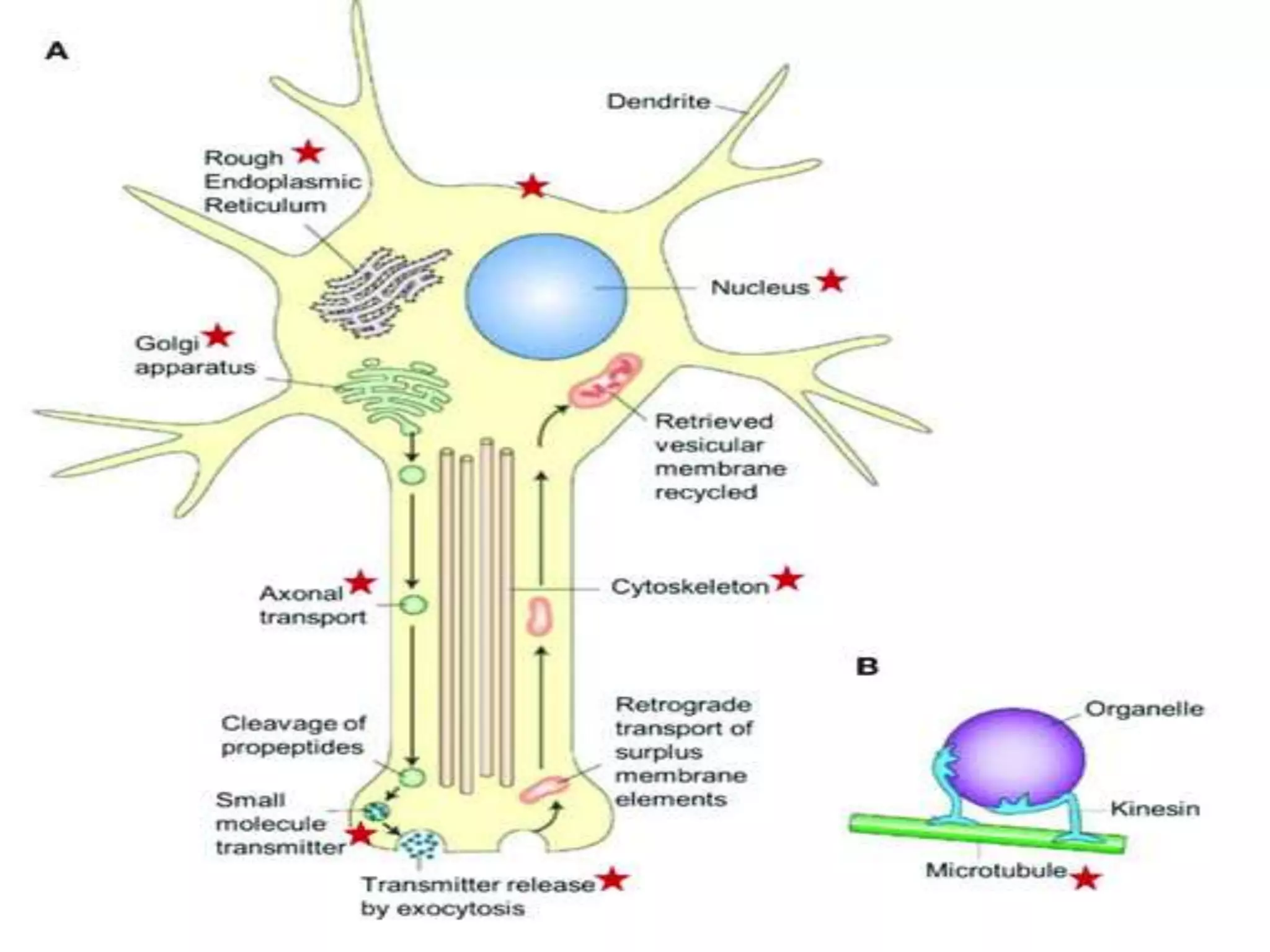 Insect nervious system and impulse transmission_S.Srinivasnaik_RAD21-25.ppt