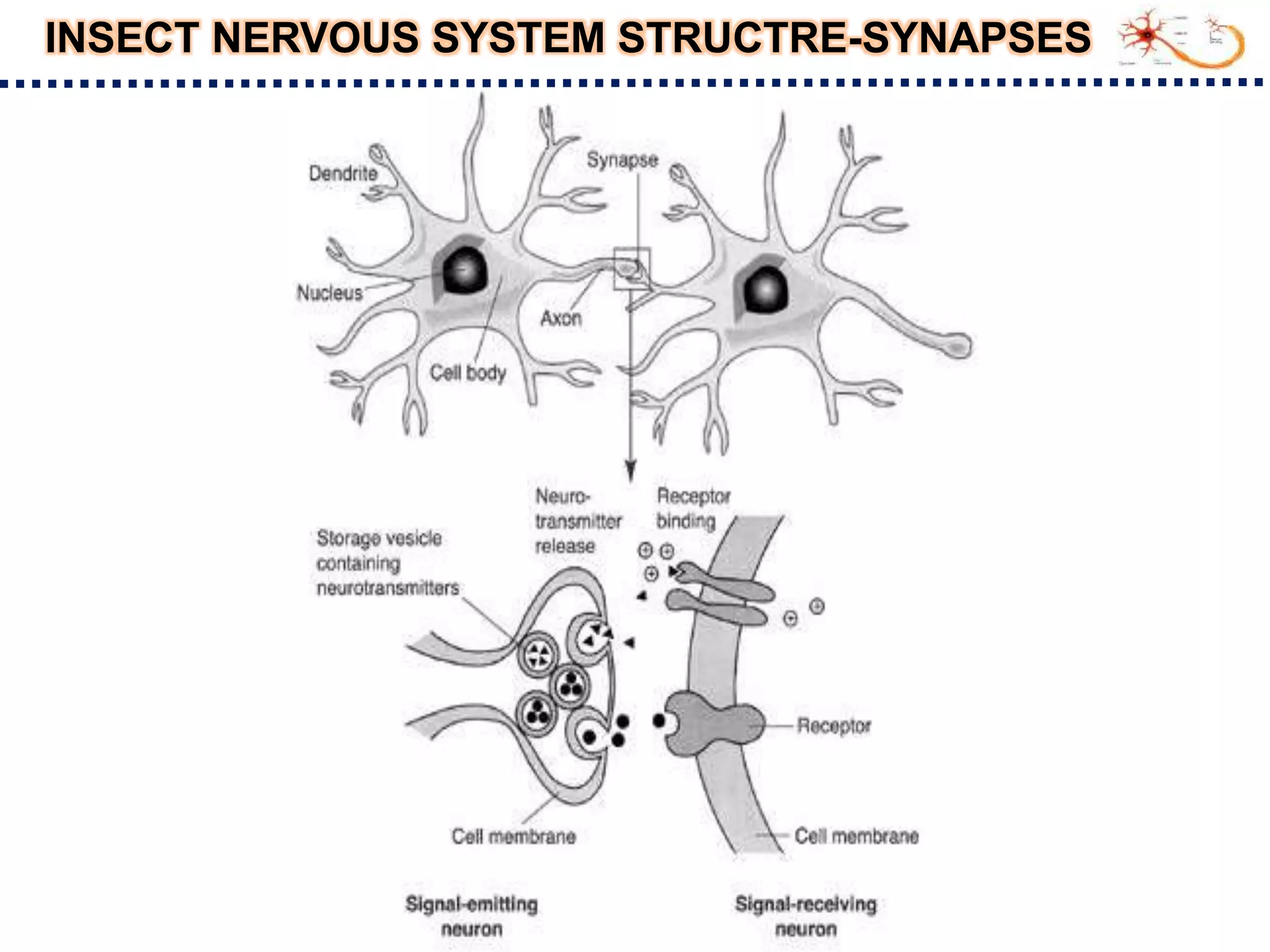 Insect nervious system and impulse transmission_S.Srinivasnaik_RAD21-25.ppt