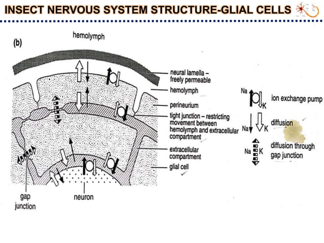 Insect nervious system and impulse transmission_S.Srinivasnaik_RAD21-25 ...
