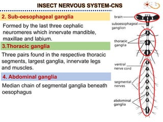 Insect nervious system and impulse transmission_S.Srinivasnaik_RAD21-25.ppt