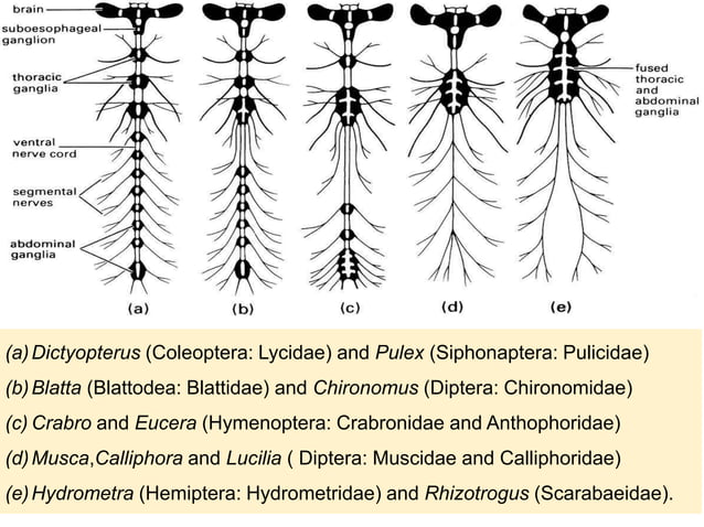Insect nervious system and impulse transmission_S.Srinivasnaik_RAD21-25 ...