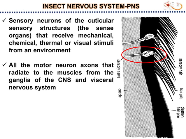 Insect nervious system and impulse transmission_S.Srinivasnaik_RAD21-25 ...