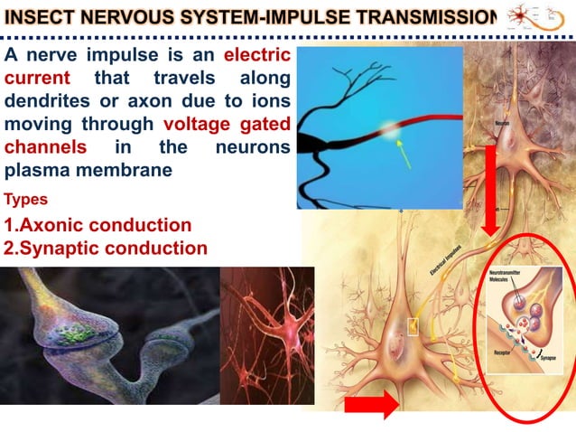 Insect nervious system and impulse transmission_S.Srinivasnaik_RAD21-25 ...