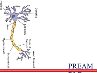 Insect nervious system and impulse transmission_S.Srinivasnaik_RAD21-25.ppt