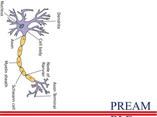 Insect nervious system and impulse transmission_S.Srinivasnaik_RAD21-25 ...