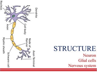 Insect nervious system and impulse transmission_S.Srinivasnaik_RAD21-25.ppt