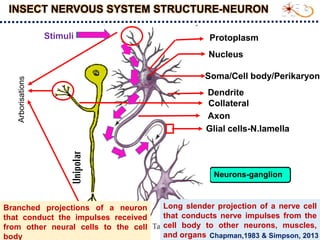 Insect nervious system and impulse transmission_S.Srinivasnaik_RAD21-25.ppt