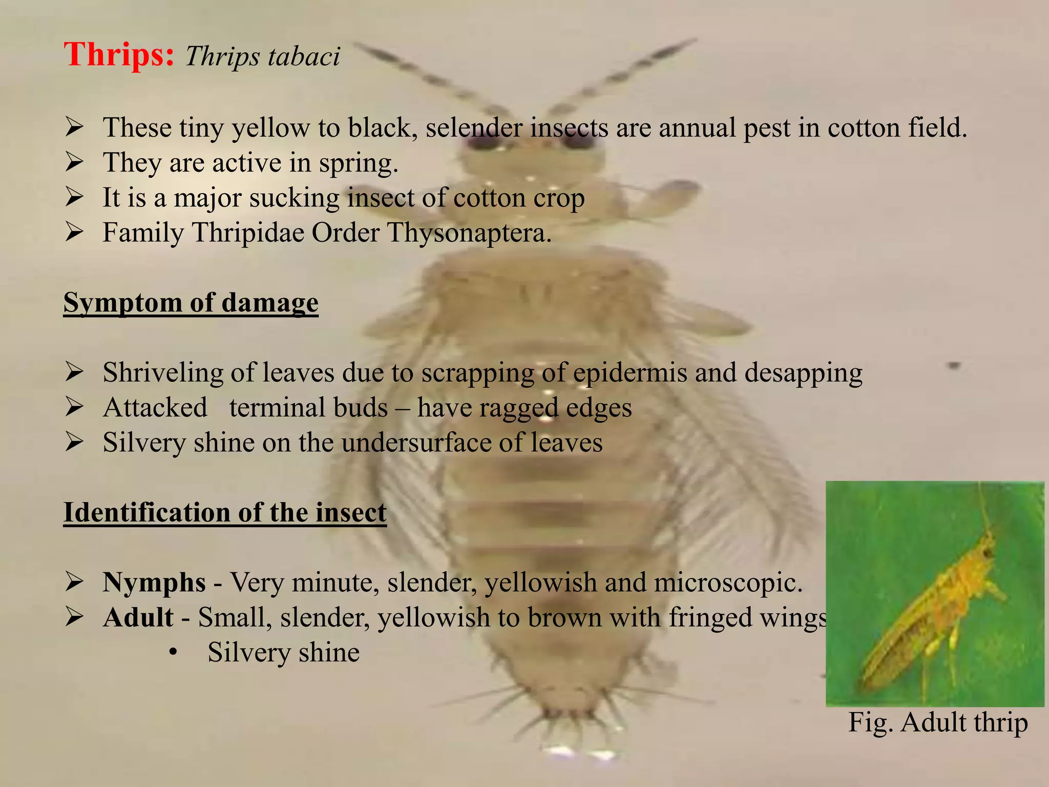 Major Insect of cotton | PPTX