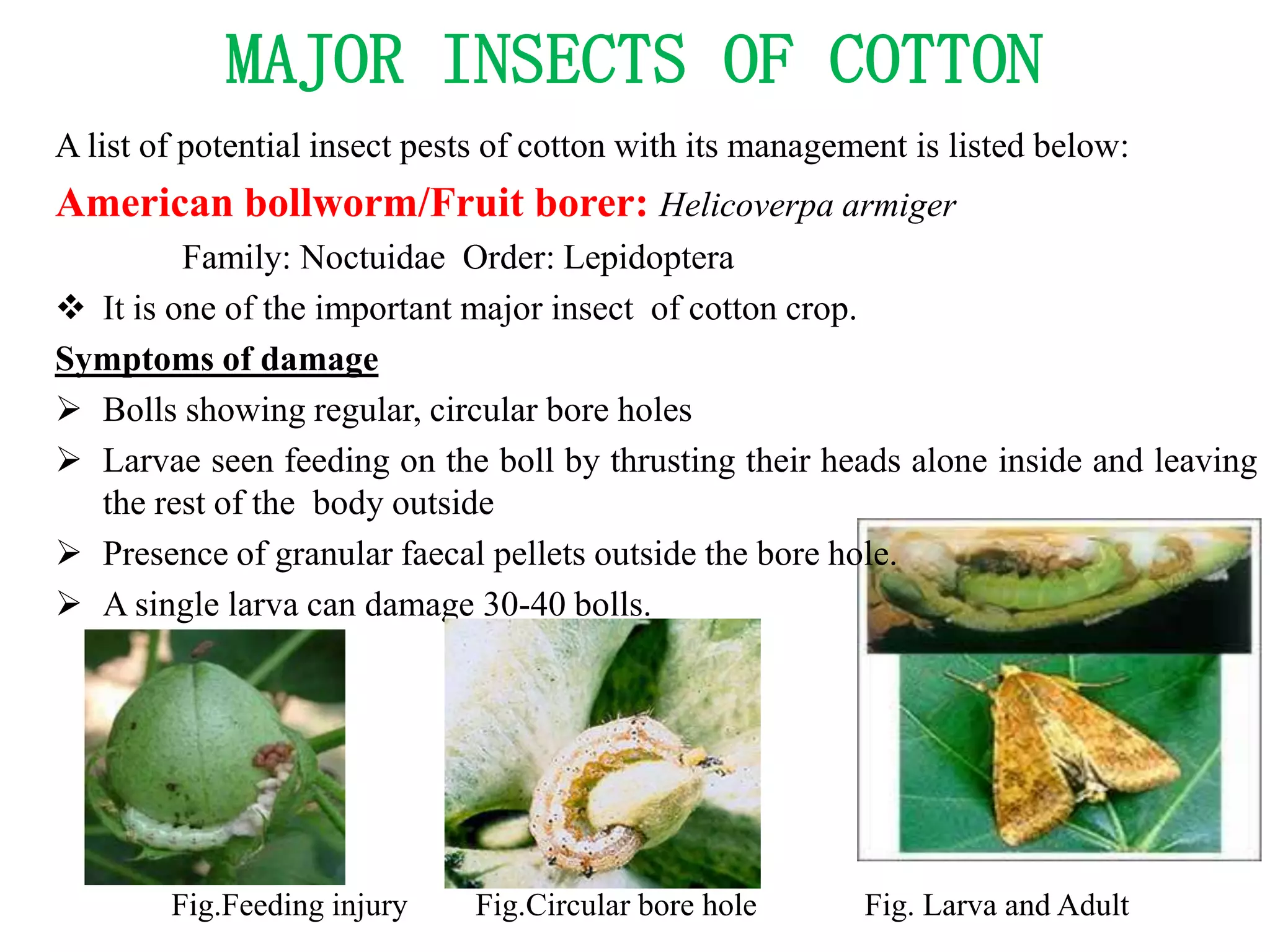 Major Insect of cotton | PPTX