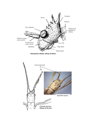Ciclo De Vida Del Insecto Palo