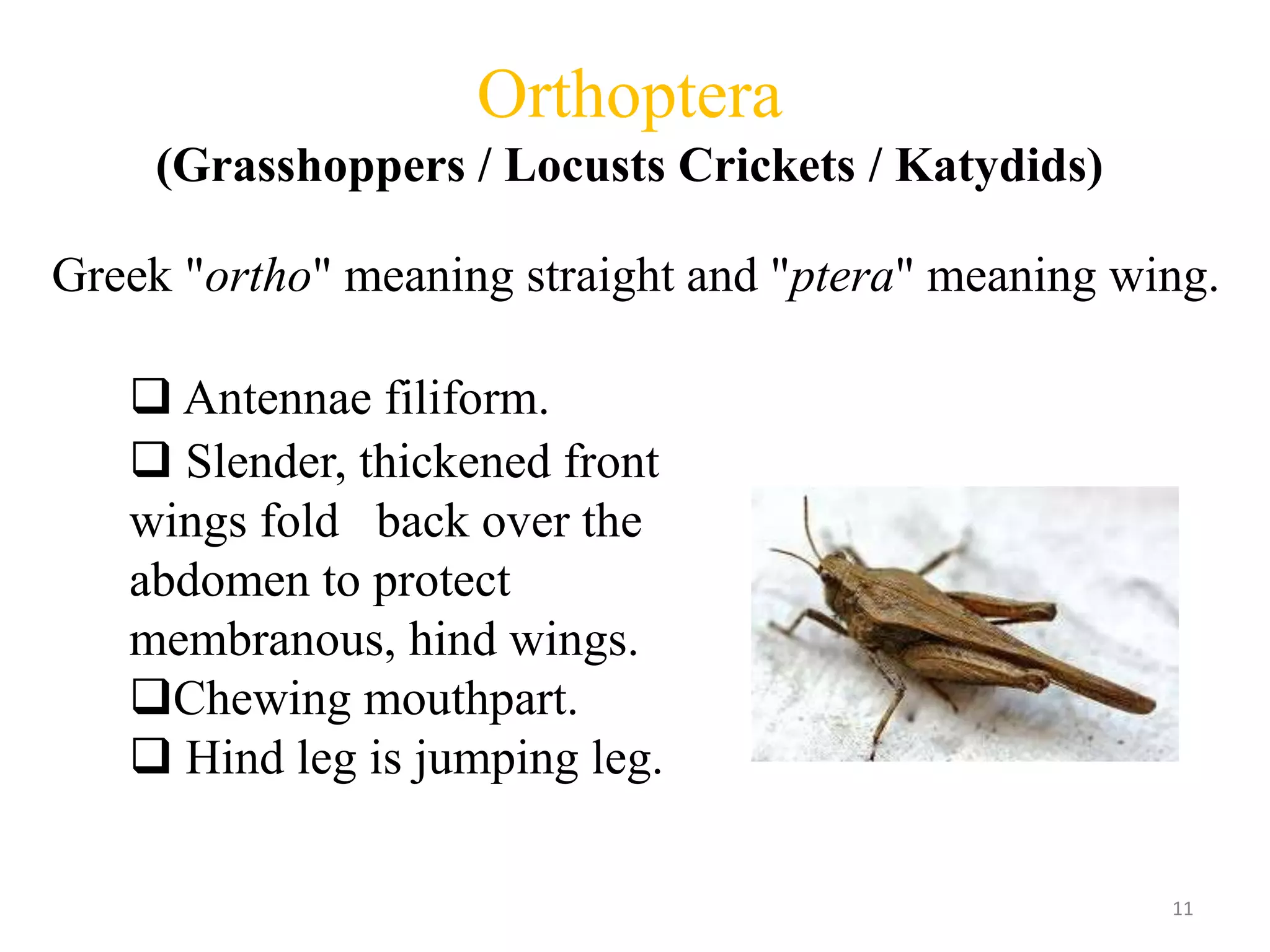 insect order.pdf