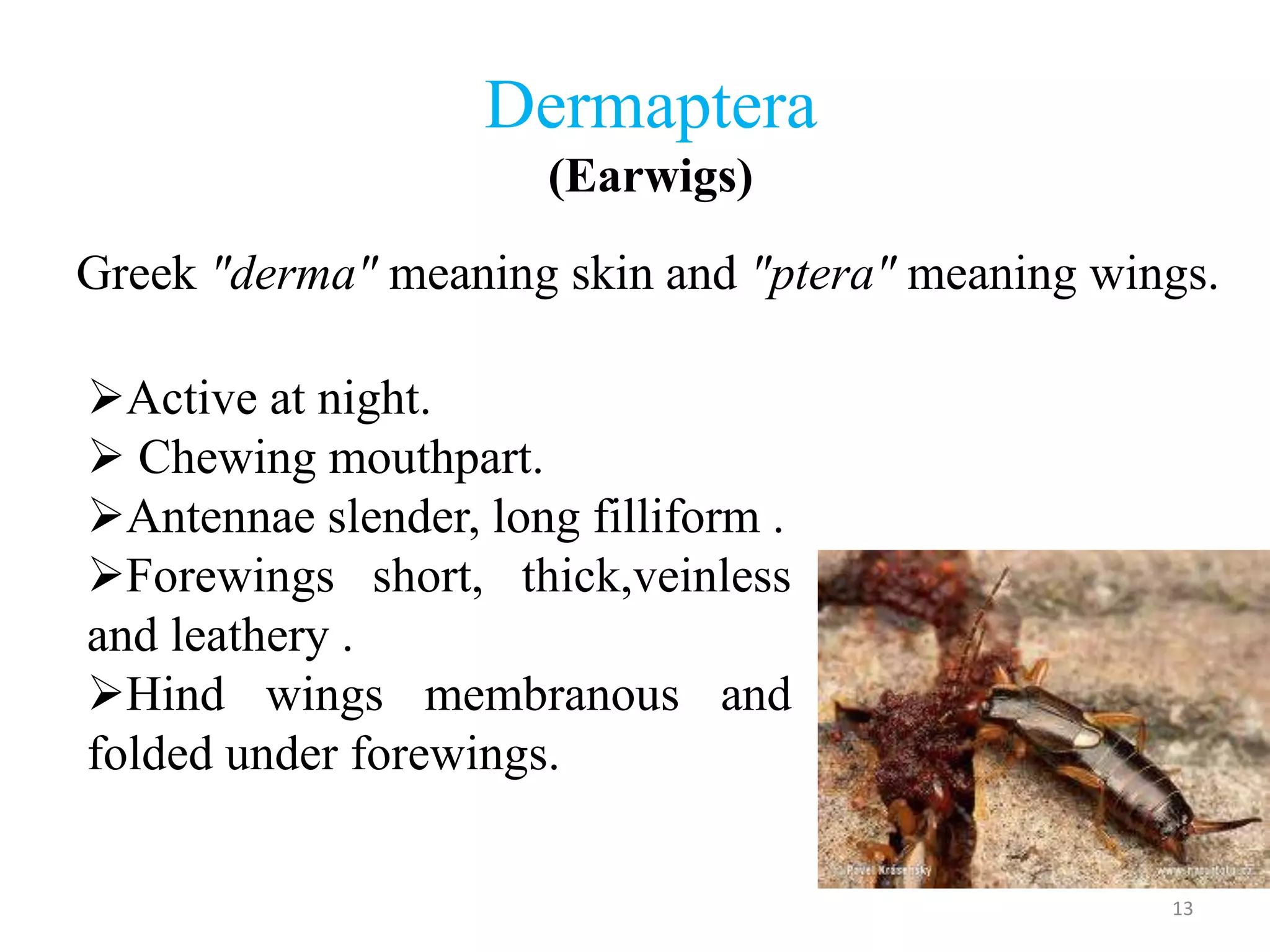 insect order.pdf