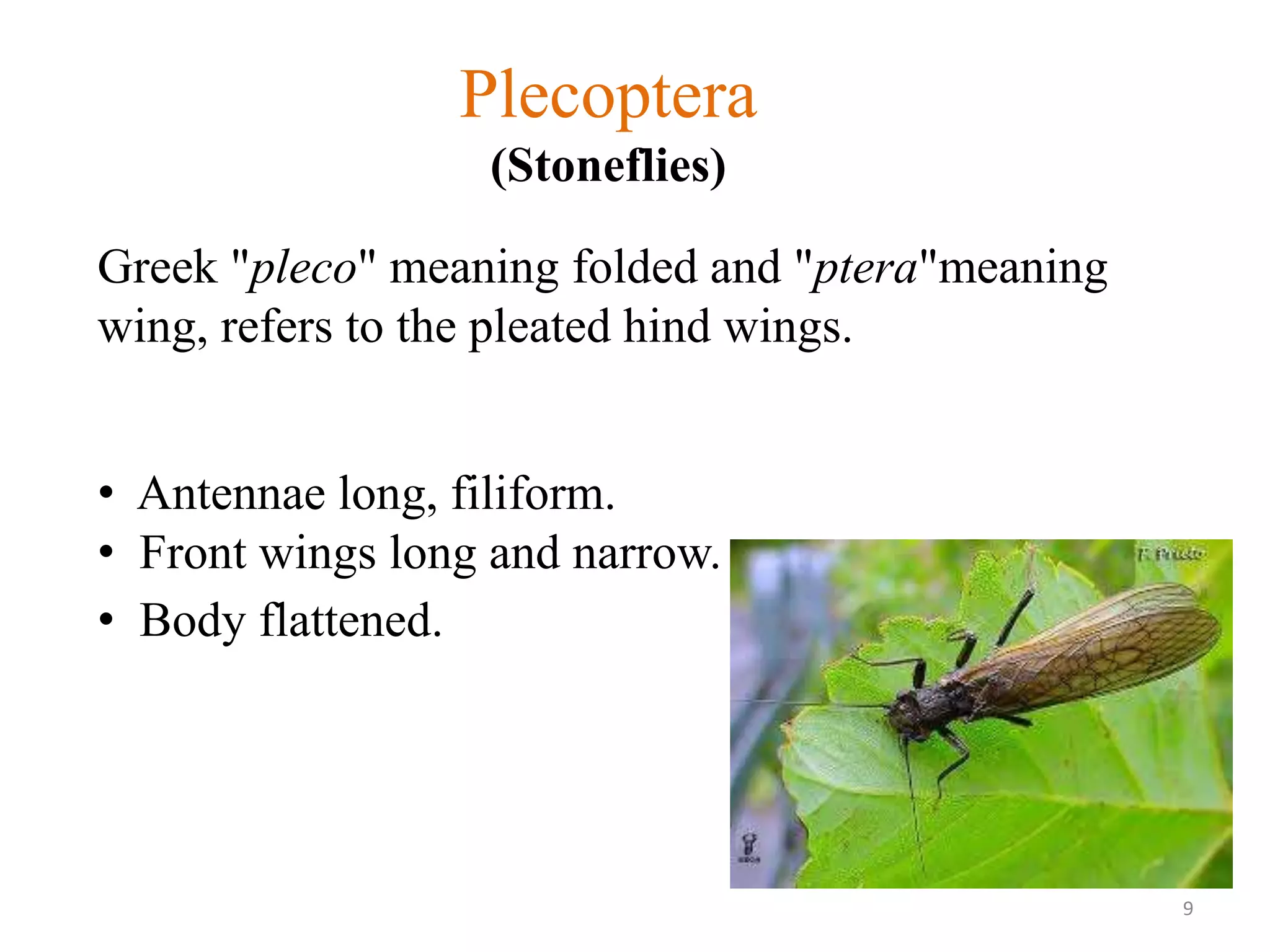 insect order.pdf