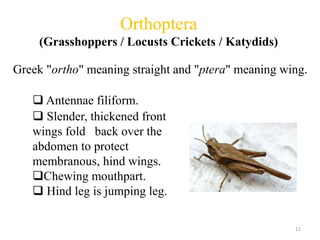 insect order.pdf