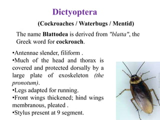 insect order.pdf