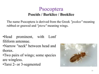 insect order.pdf
