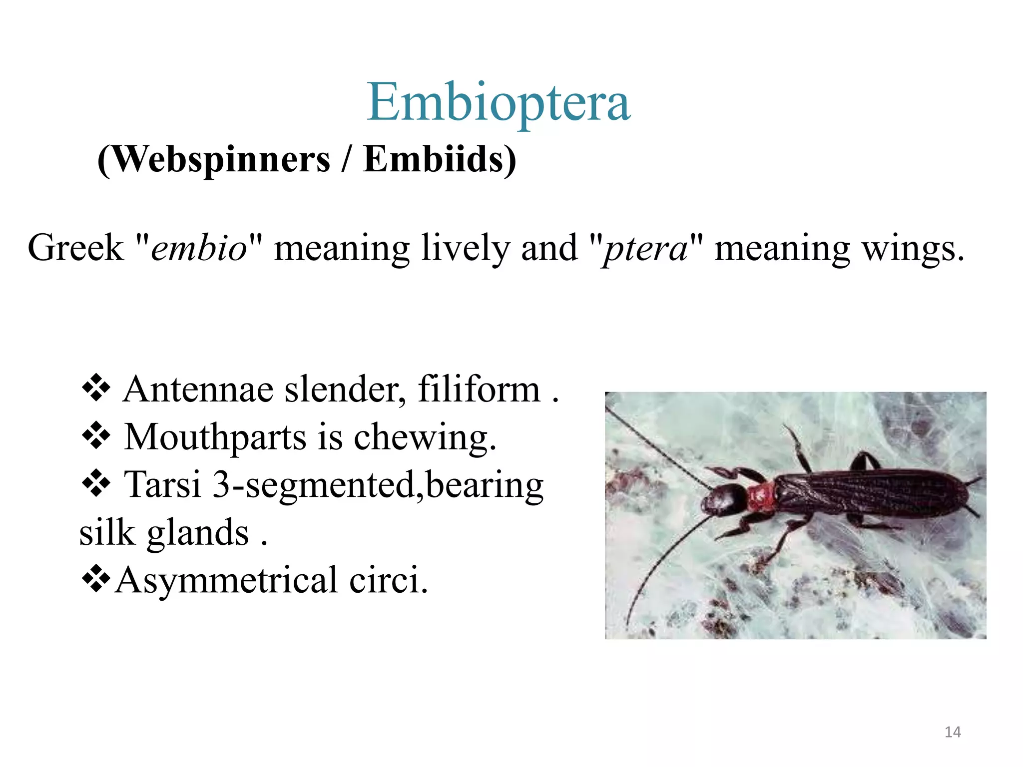 Insects orders | PPTX