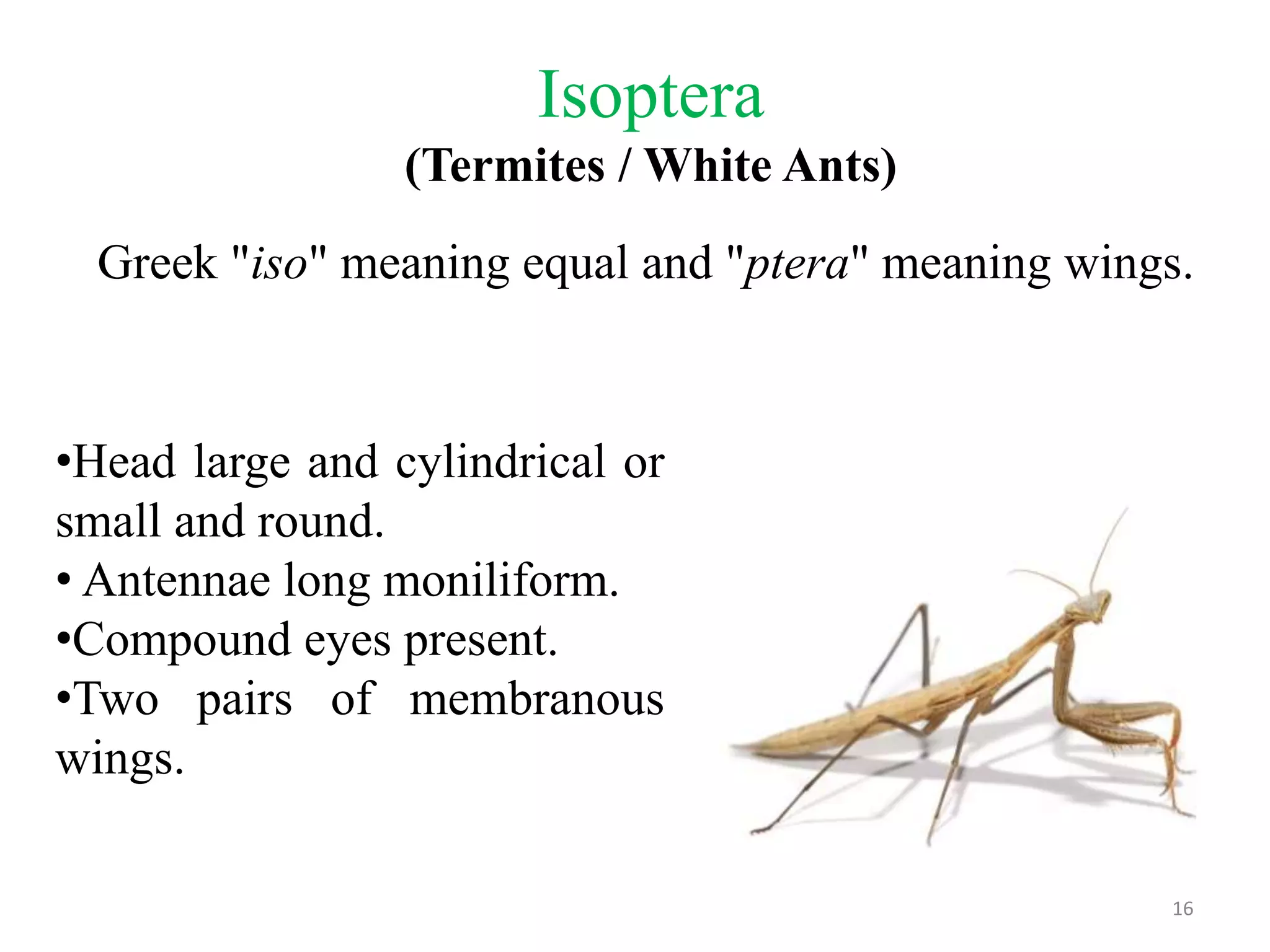 Insects orders | PPTX