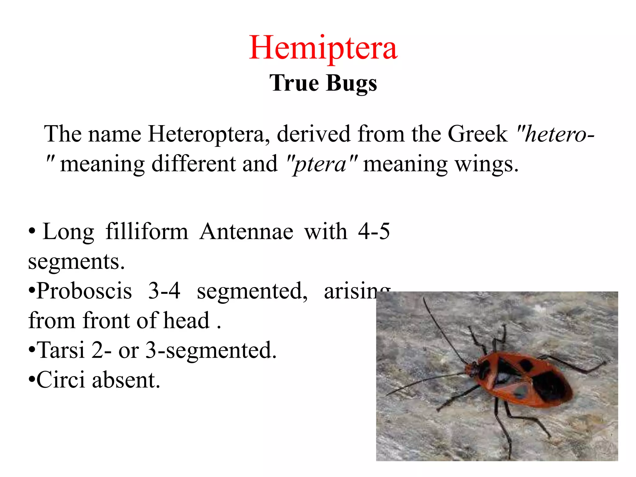 Insects orders | PPTX