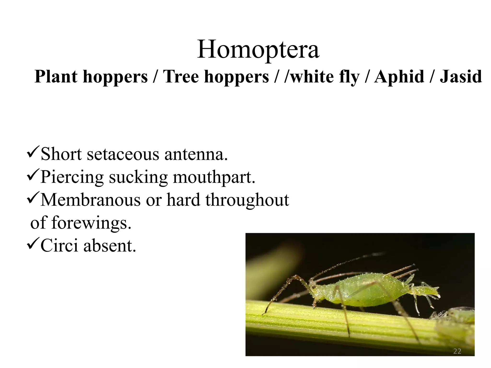 Insects orders | PPTX