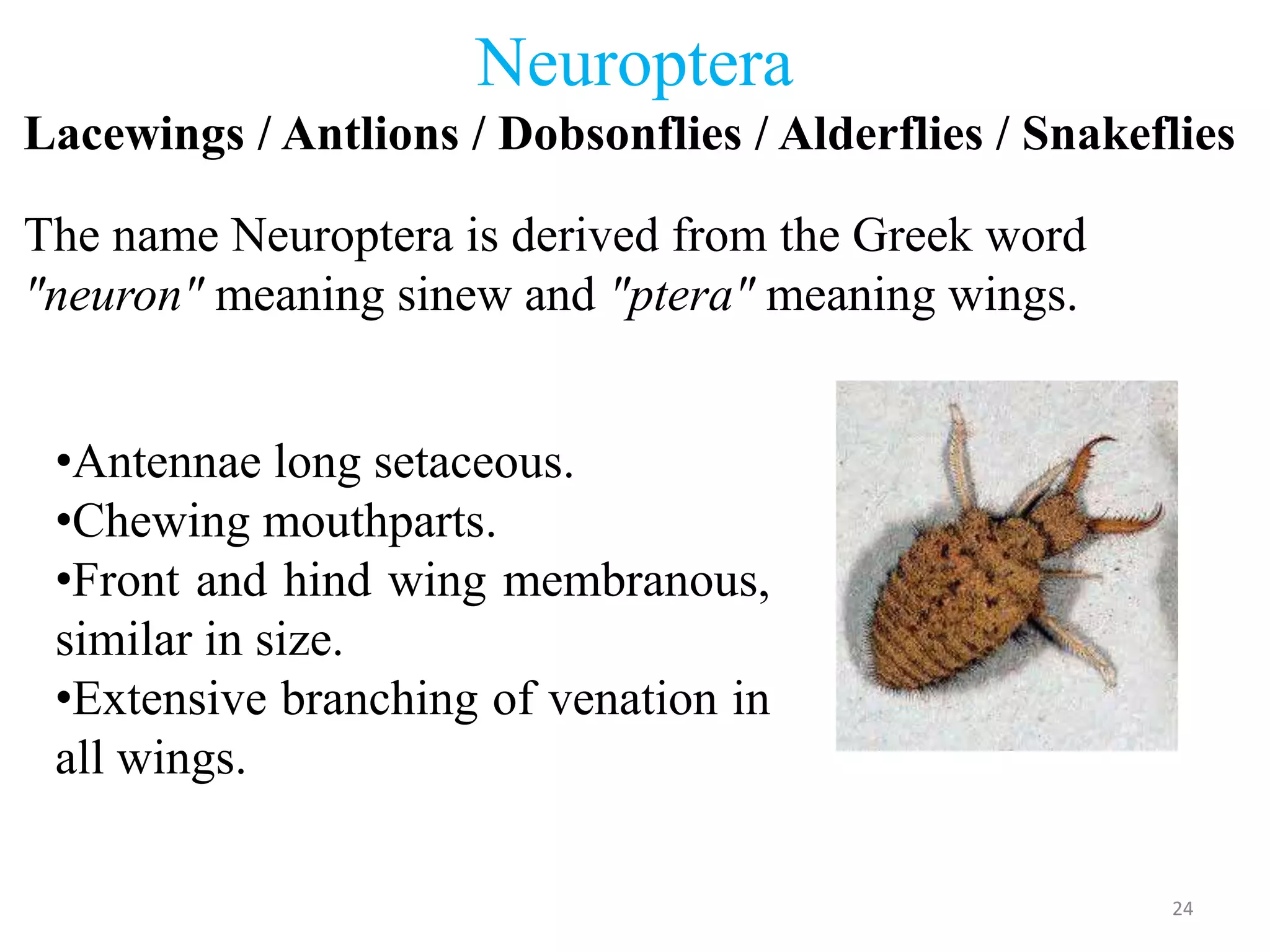 Insects orders | PPTX