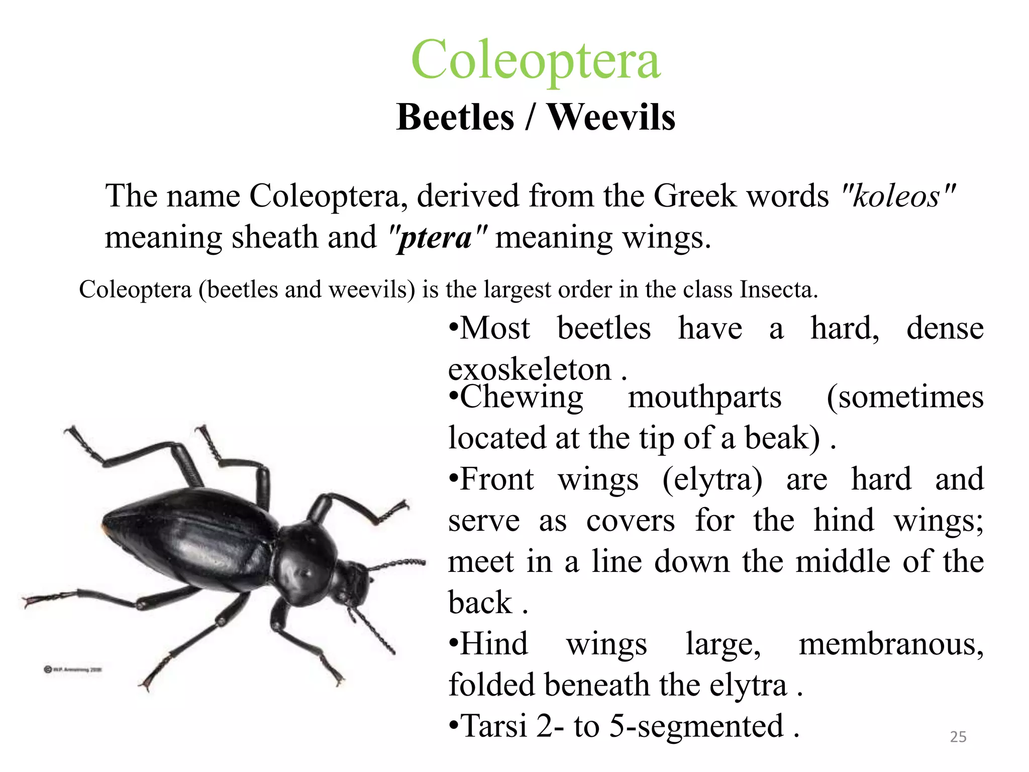 Insects orders | PPTX