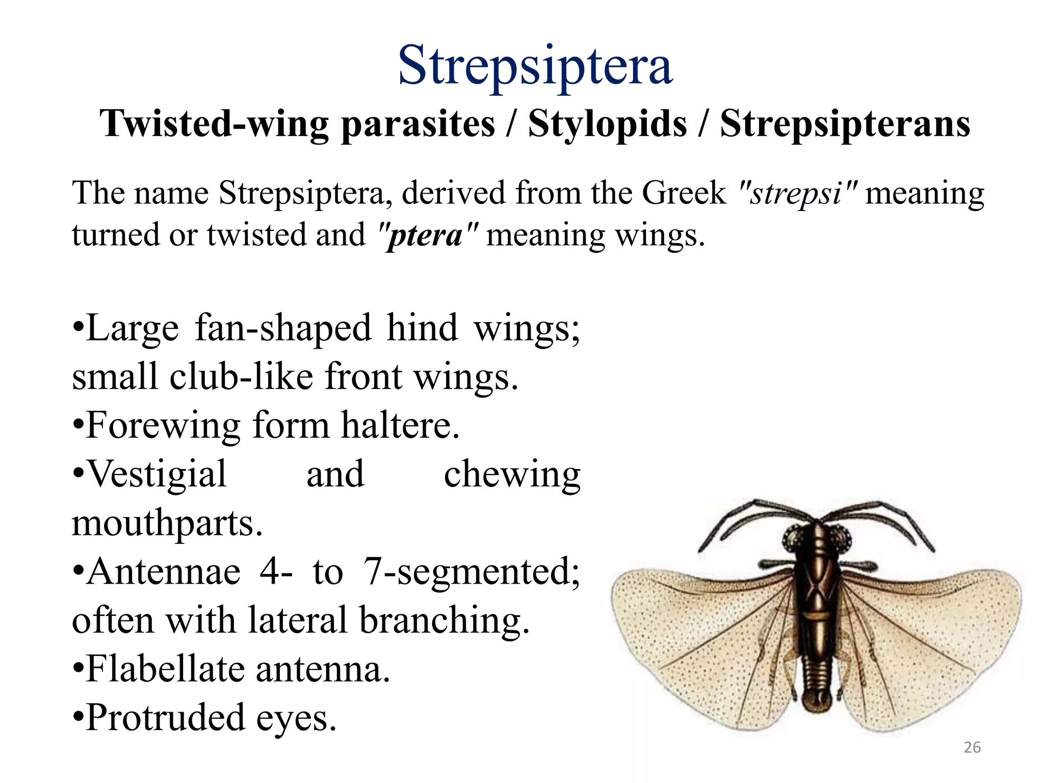 Insects orders | PPTX