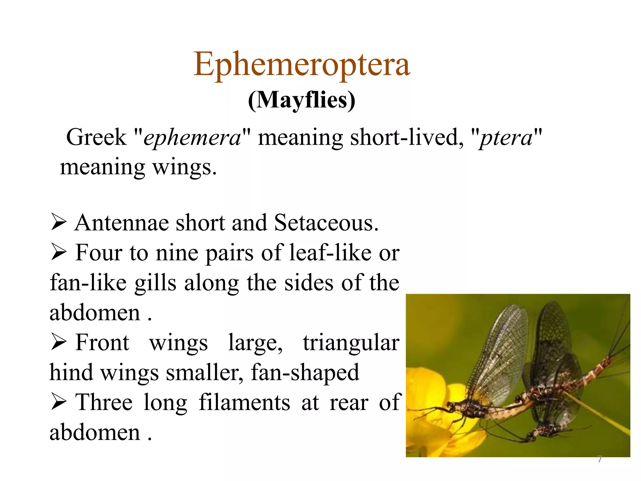 Insects orders | PPTX