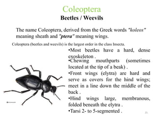 Insects orders | PPTX