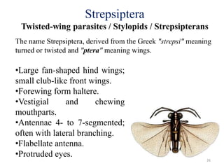 Insects orders | PPTX